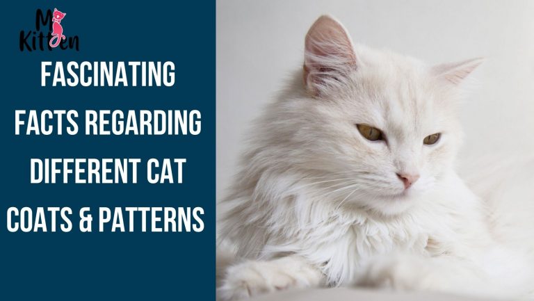 Facts Regarding Cat Coats & Patterns