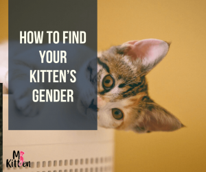 How To Find Kitten’s Gender? You have a male cat or a female cat?