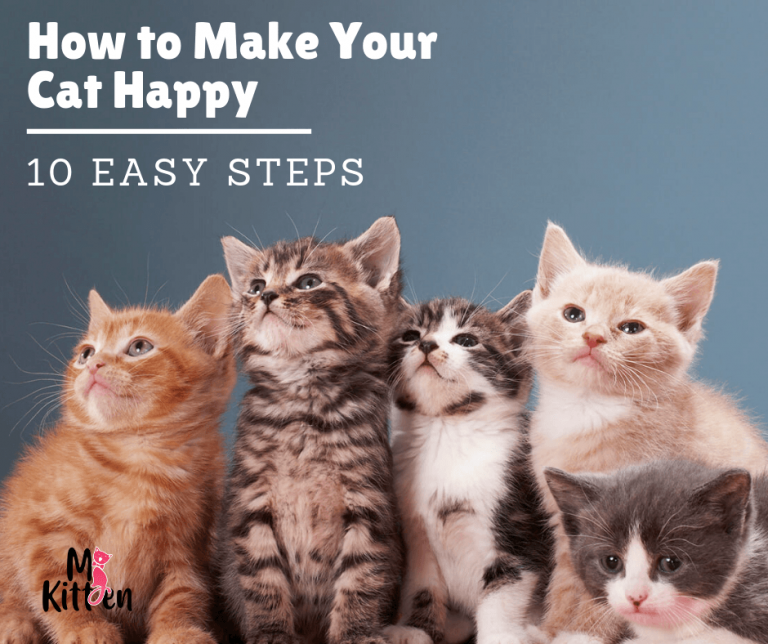 How to Make your Cat Happy- 10 Easy Steps- Mykitten