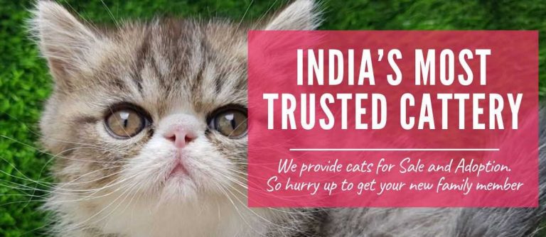 Cats For Sale Online At Best Prices : Buy Kittens For Sale From Mykitten