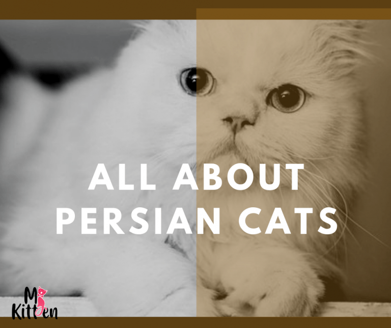 Persian Cat Facts – Personality, Characteristics