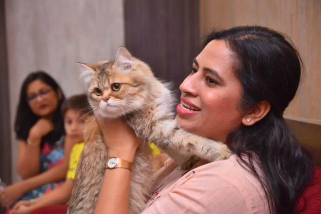 Buy Persian Cats for Sale Delhi - Persian Kitten Price Delhi NCR