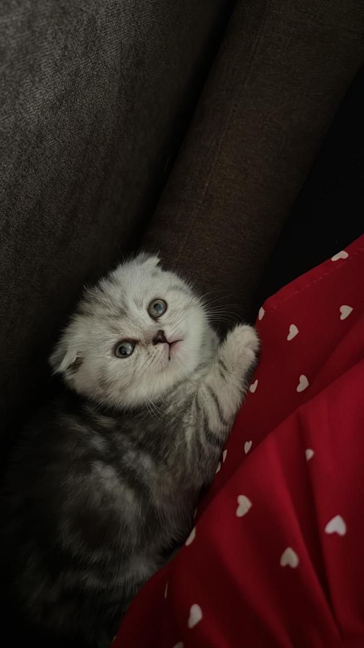 Scottish Fold Kittens for Sale by Certified Scottish Breeders Price