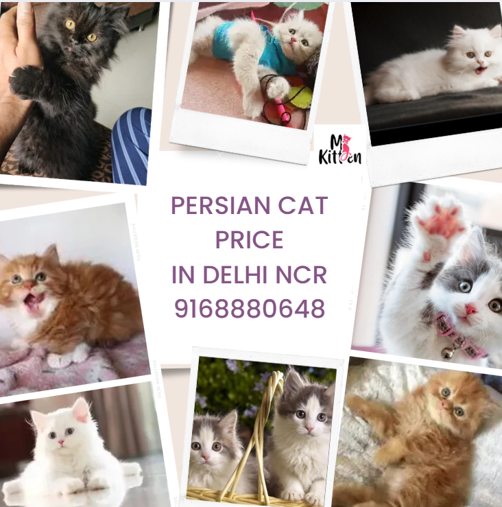 Persian Cat Price Delhi 2025 | Buy Persian Cat Kitten for Sale in Delhi